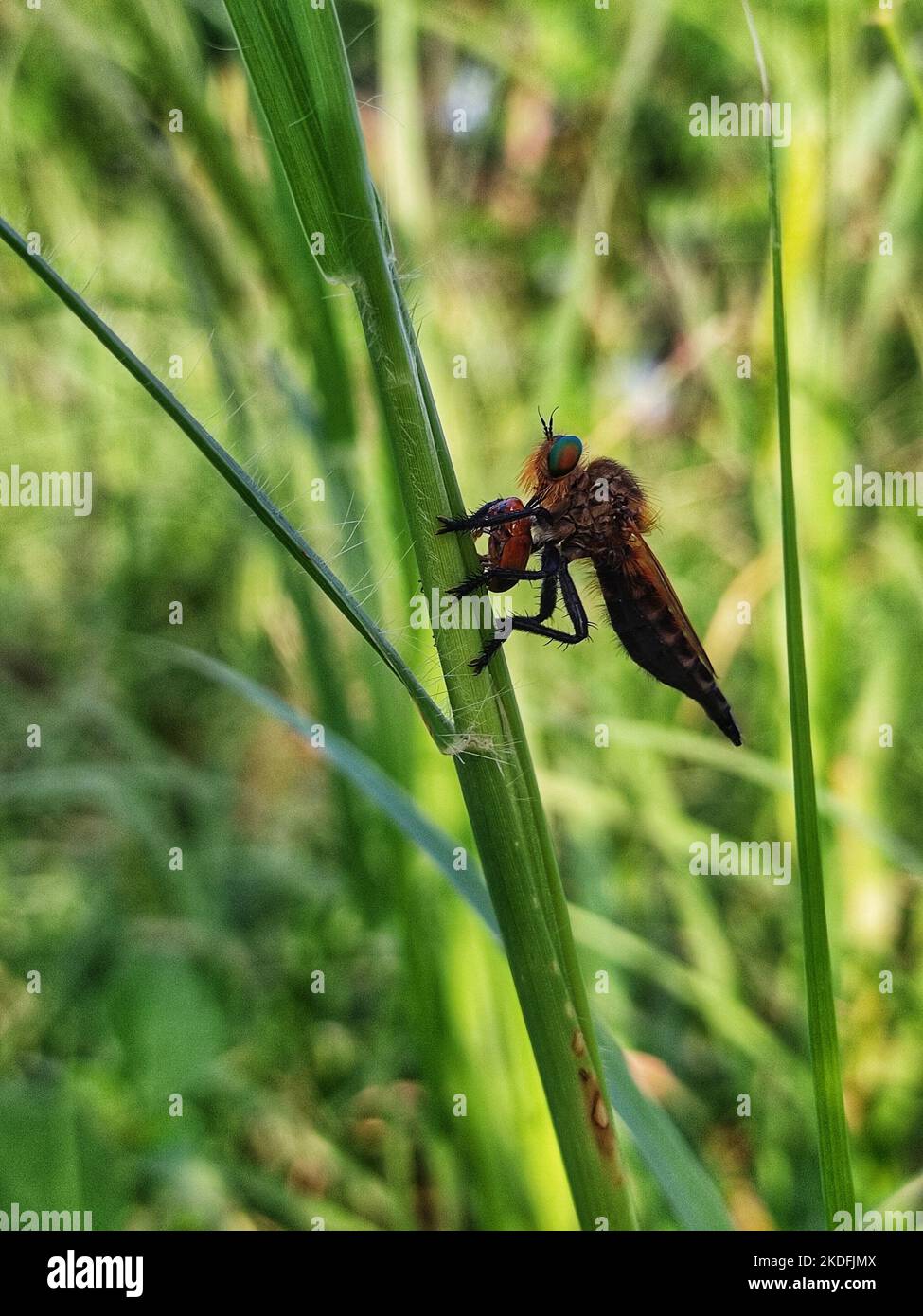 A vertical closeup of a promachus on the green plant Stock Photo - Alamy