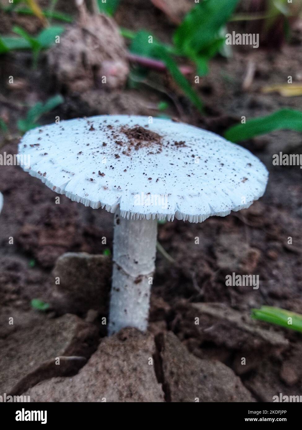 A vertical closeup of a white grisette amanita mushroom Stock Photo - Alamy