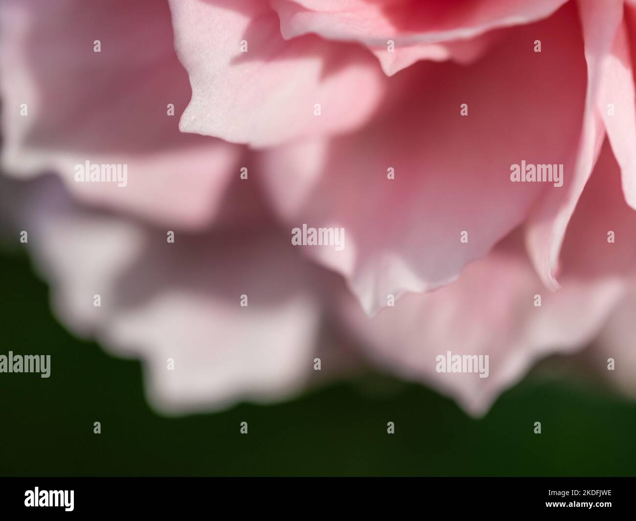 Close-up delicate Princess Meiko rose petals as nature background Stock ...