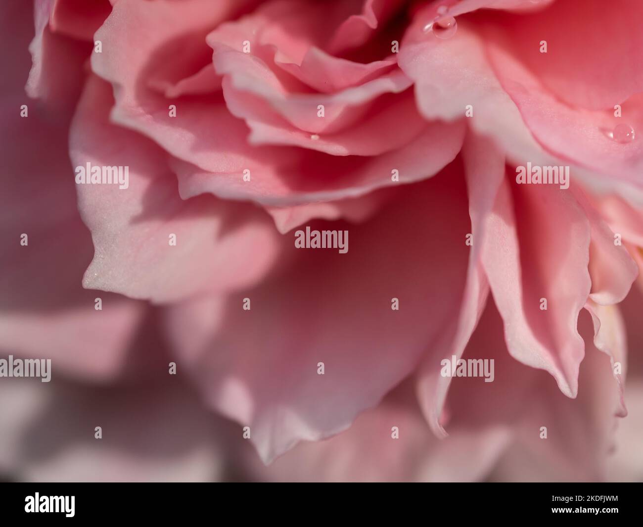Close-up delicate Princess Meiko rose petals as nature background Stock ...
