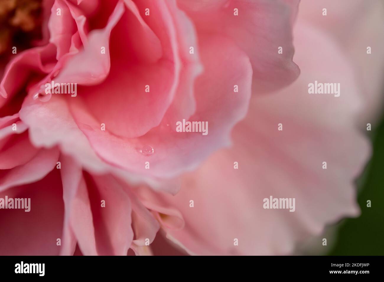 Close-up delicate Princess Meiko rose petals as nature background Stock ...