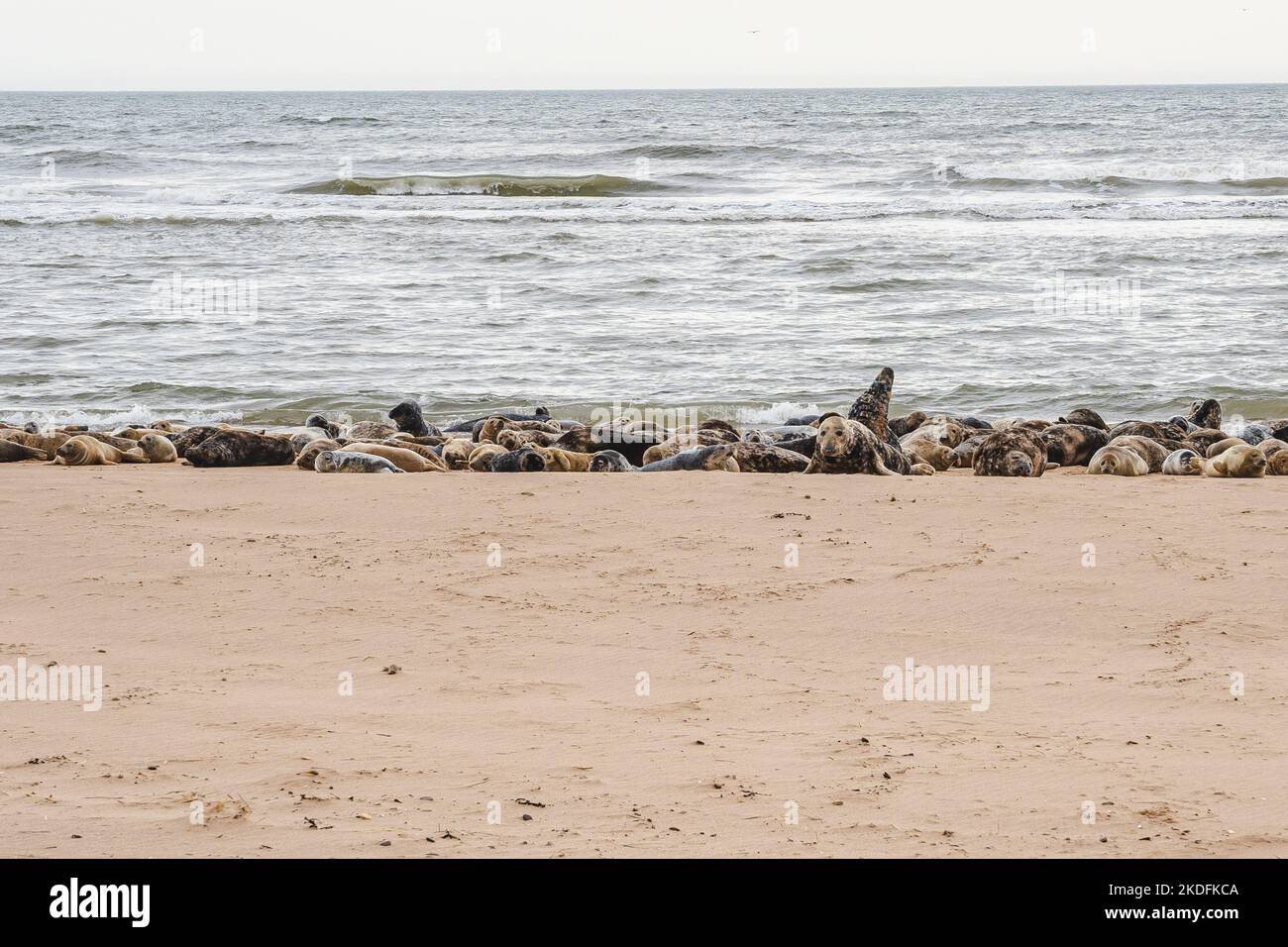 A minimalistic view of the seals resting at the Newburgh beach Stock ...