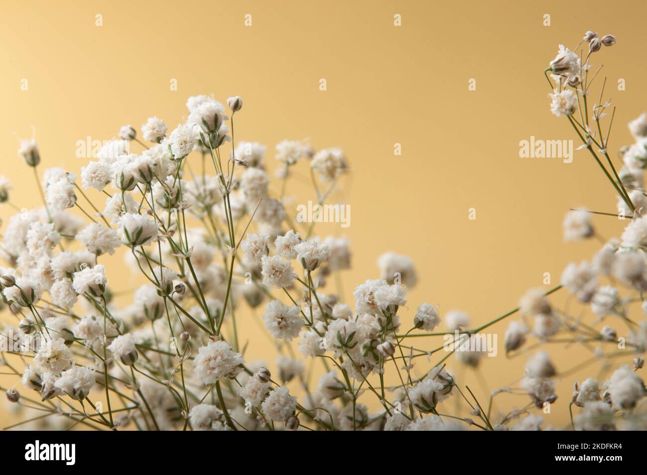 A closeup of small white Baby's-breath flowers, Gypsophila on a yellow ...
