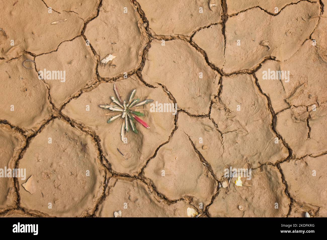 A top view of a drought with a small plant on Stock Photo - Alamy