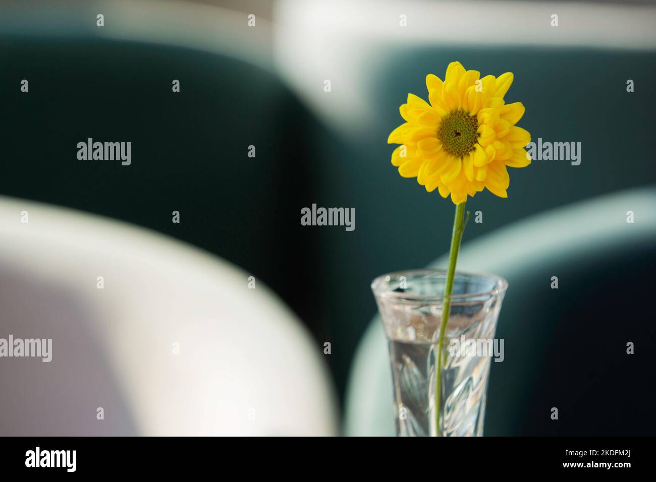 A closeup shot of the yellow daisy flower in a glass vase Stock Photo ...