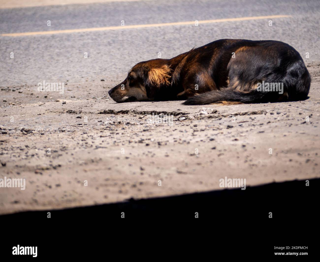 A dog is waiting for its owner on the side of the road Stock Photo - Alamy