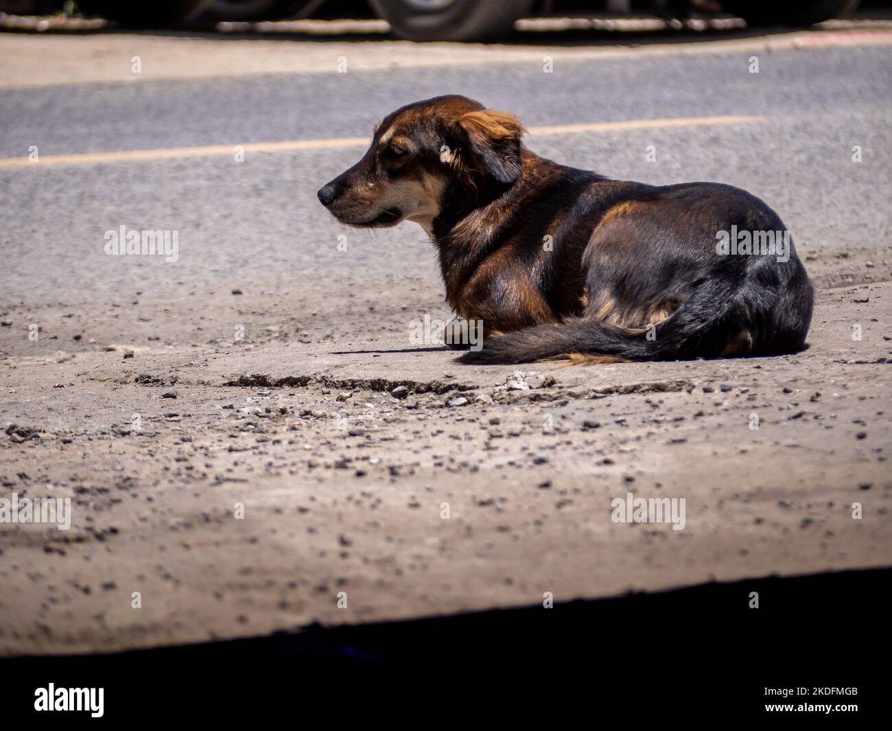 Dog sitting beside owner hi-res stock photography and images - Alamy