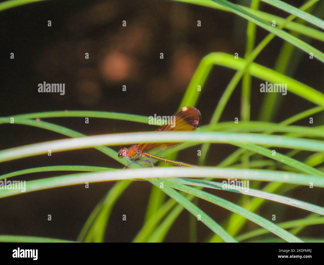 A closeup shot of an Odonata standing on the grass Stock Photo - Alamy