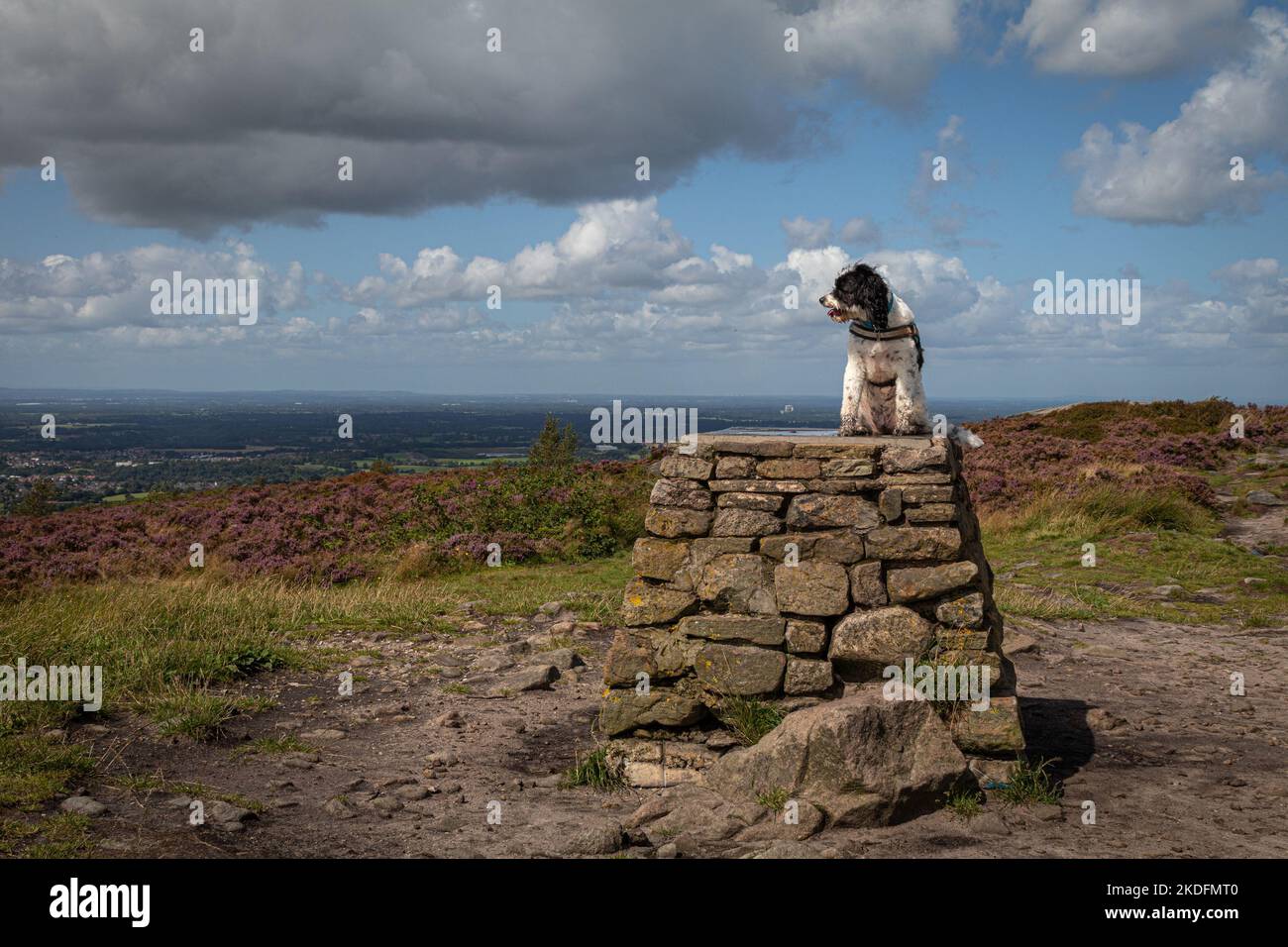 A beautiful shot of a stray dog on a pile of rocks over a mountain ...