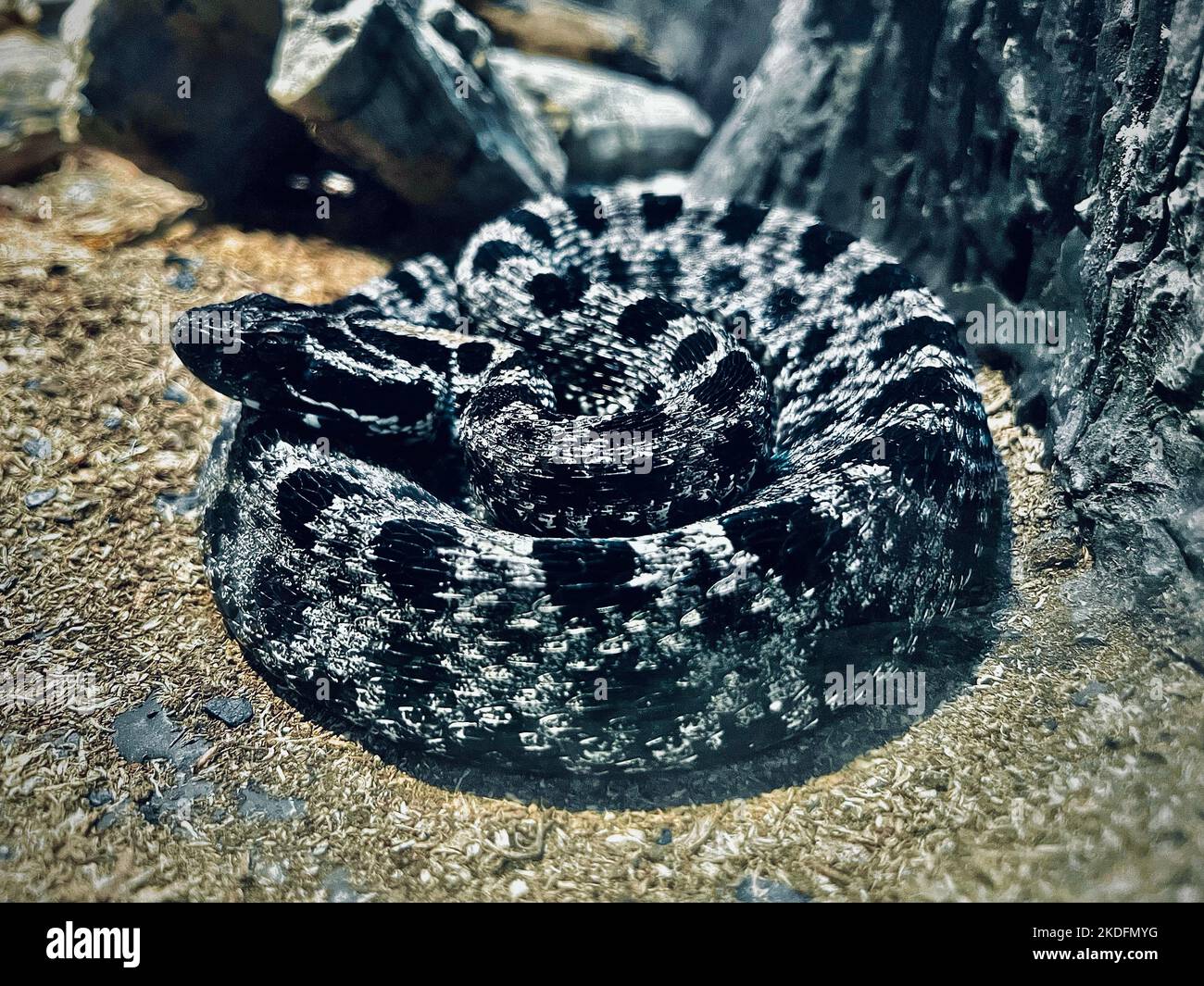 A closeup of a dangerous sistrurus miliarius barbouri snake Stock Photo ...