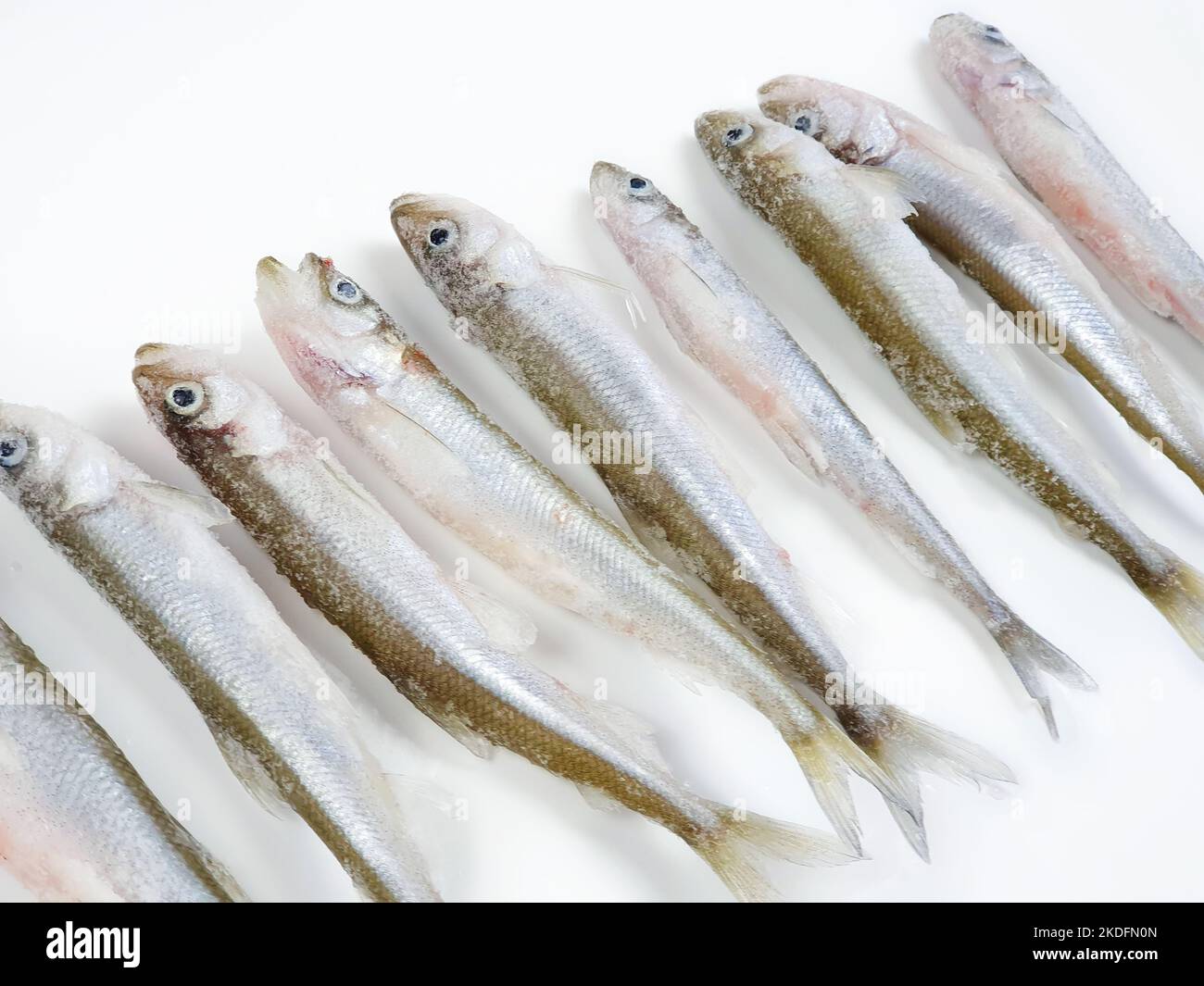 Deep frozen raw smelt fishes a lot with ice pieces isolated on white ...