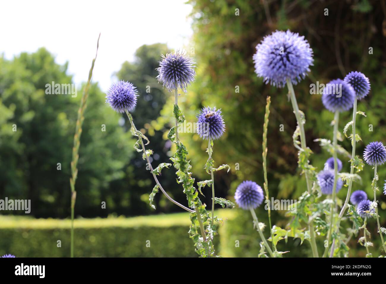 A field of blue thorny Globe Thistles and trees on the isolated ...
