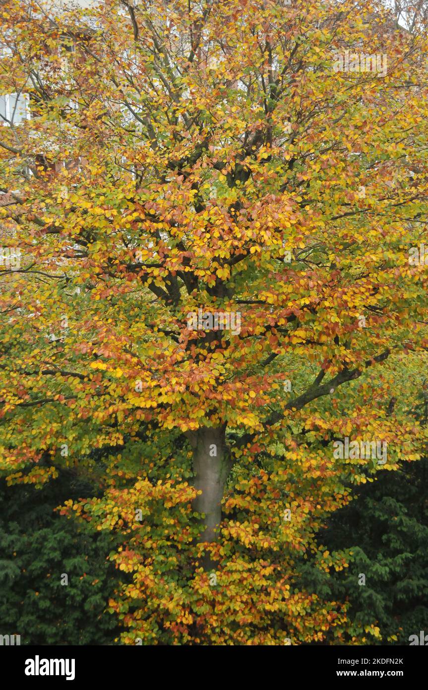 Copenhagen/Denmark/06 November 2022/Autumn or fall colour of tree and ...
