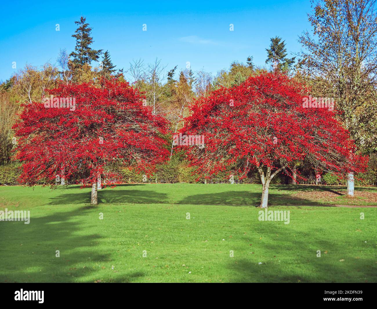 Hawthorn trees hi-res stock photography and images - Alamy