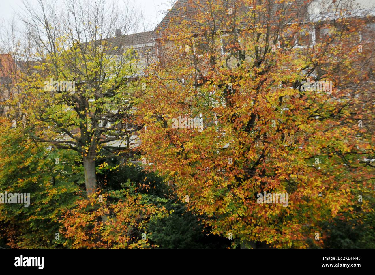 Copenhagen/Denmark/06 November 2022/Autumn or fall colour of tree and ...