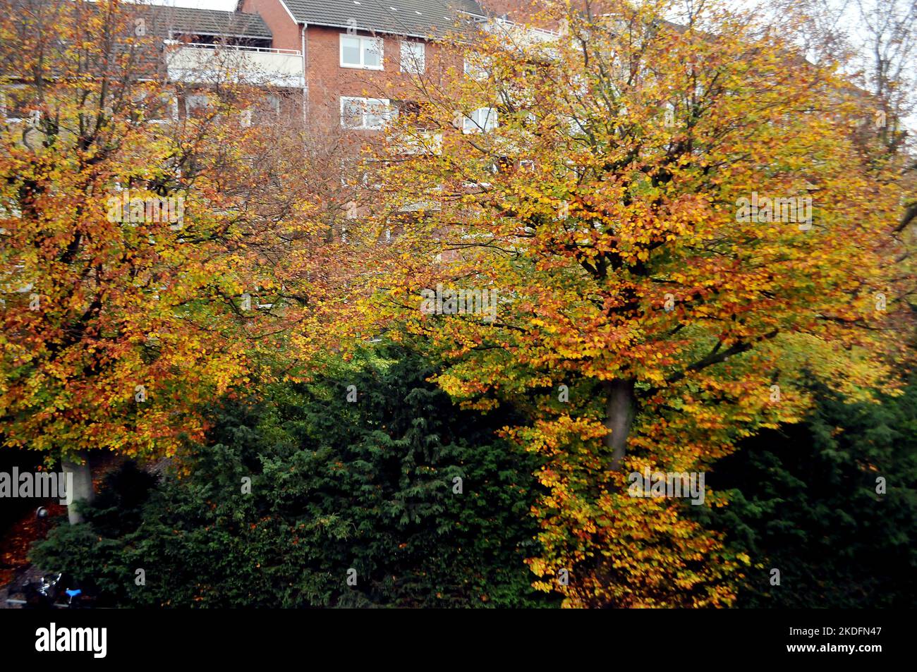 Copenhagen/Denmark/06 November 2022/Autumn or fall colour of tree and ...