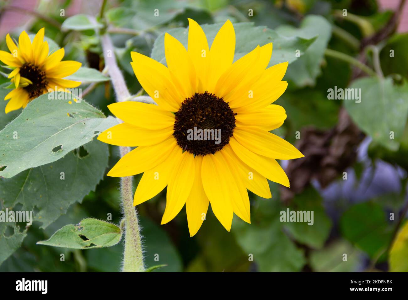 A closeup of a yellow sunflower with leaves blurred background Stock ...