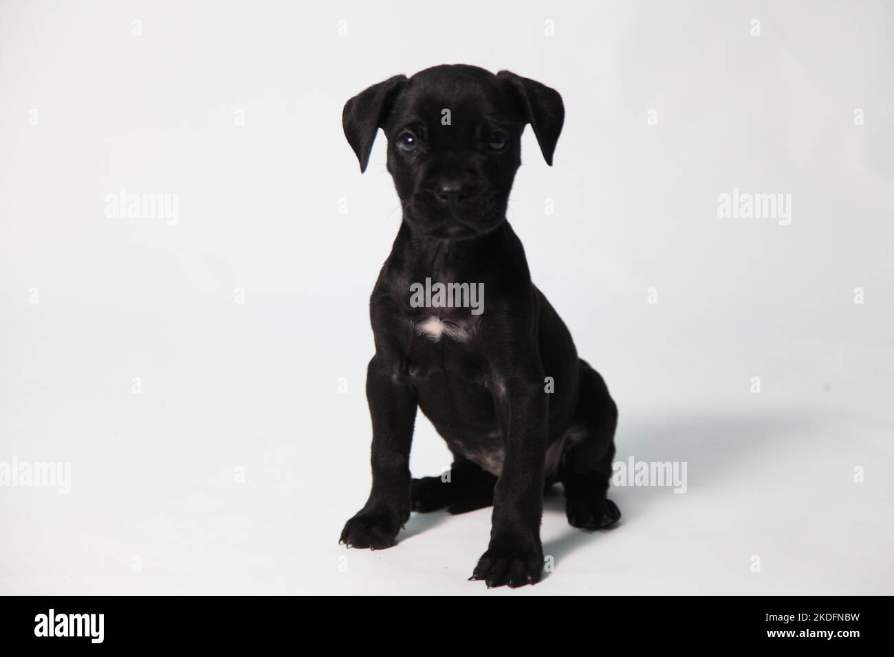 A cute, baby black French bulldog in a photo studio Stock Photo - Alamy