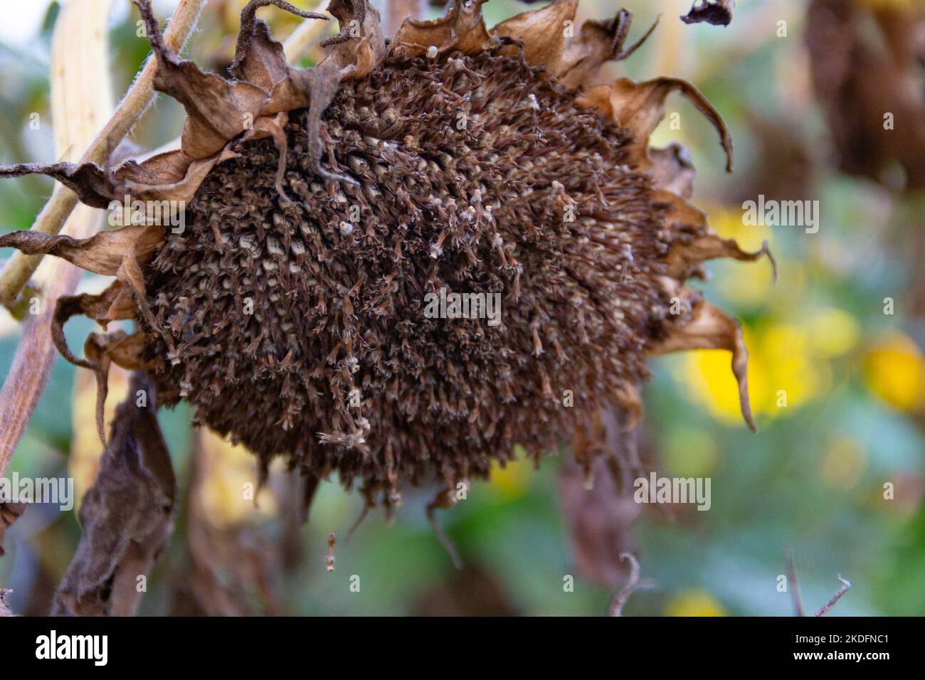 A closeup of dried sunflower flowers on the plant in autumn with ...