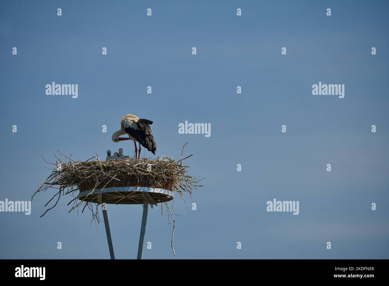 A stork nest with one stork and three youngsters Stock Photo - Alamy