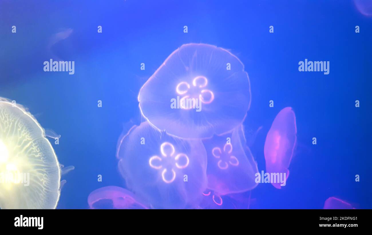 Colorful Jellyfish underwater. Jellyfish moving in water Stock Photo ...