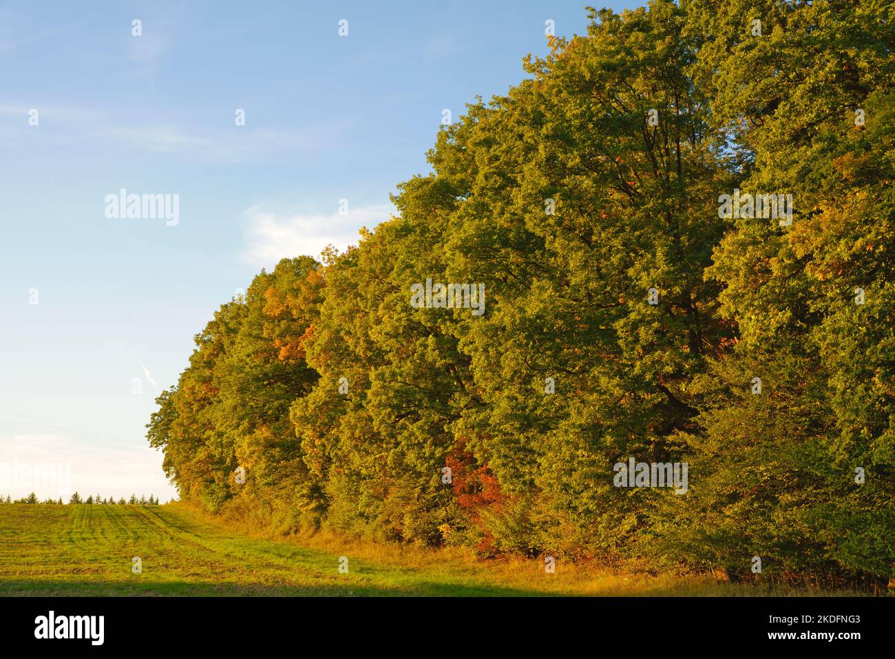 Fall forest edge at a field in the countryside Stock Photo - Alamy