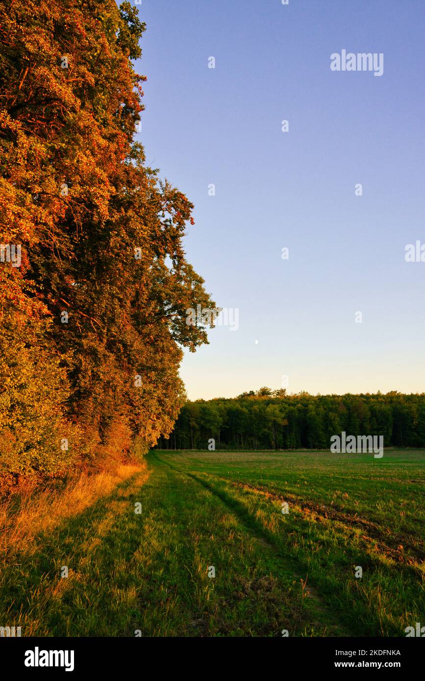 Fall forest edge at a field in the countryside Stock Photo - Alamy