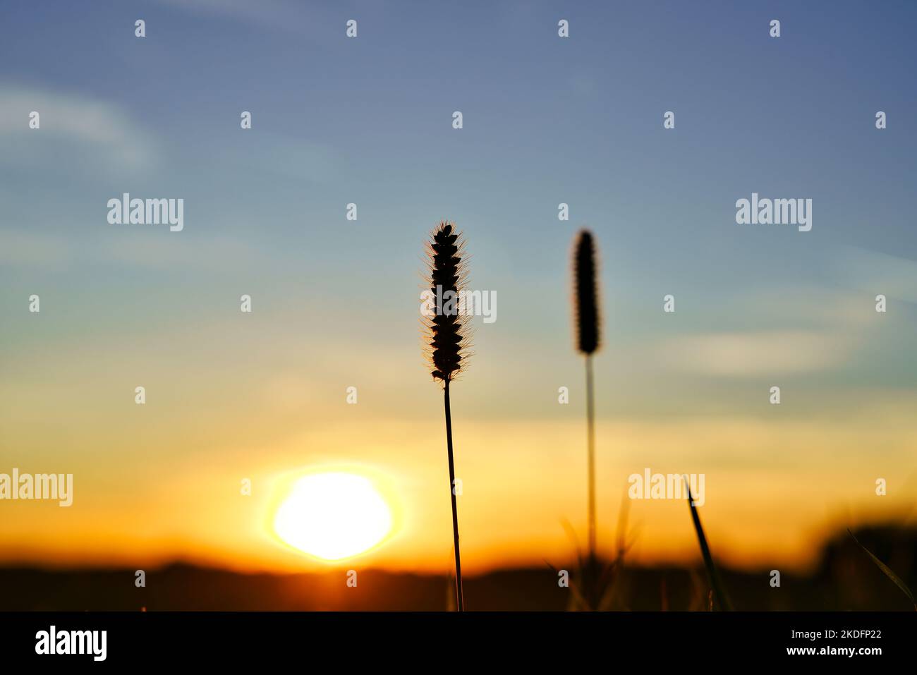 landscape sunset on the wheat field sunbeams glare Stock Photo - Alamy
