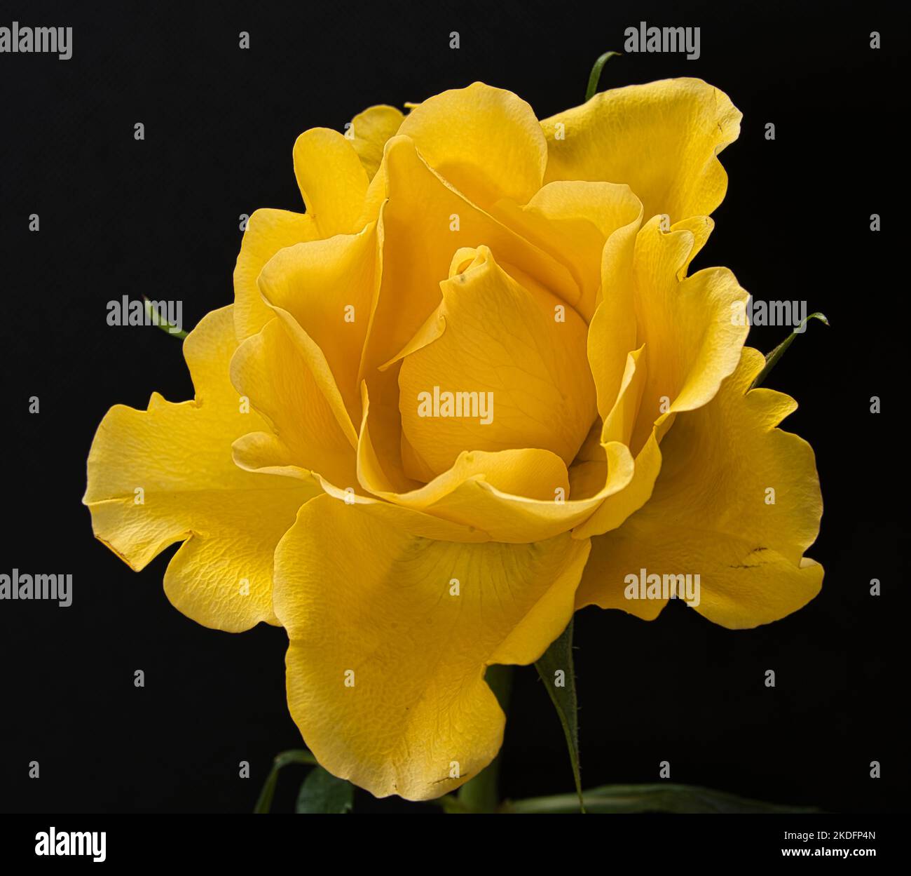 Rich rose petals hi-res stock photography and images - Alamy