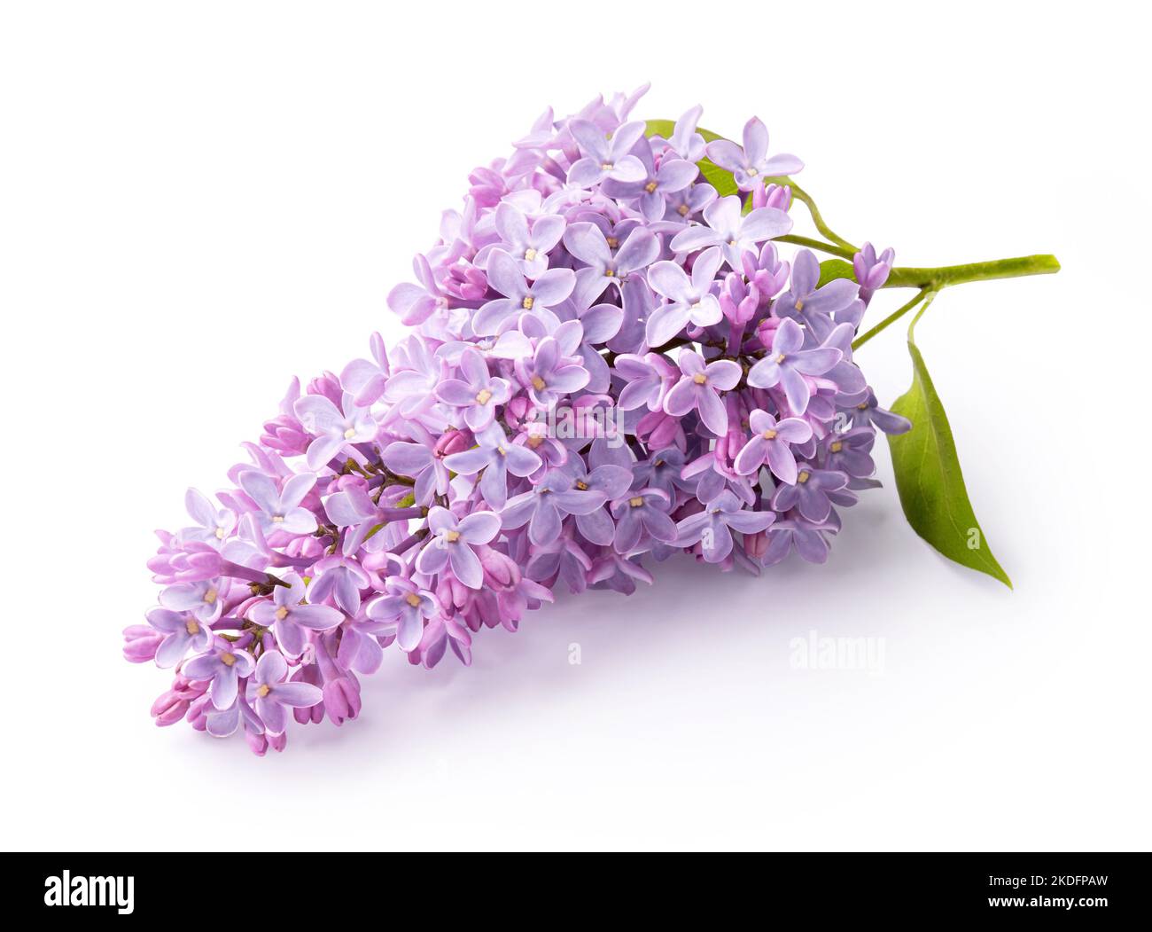 Branch of lilac flowers isolated. Lilac flowers on white. Beautiful ...