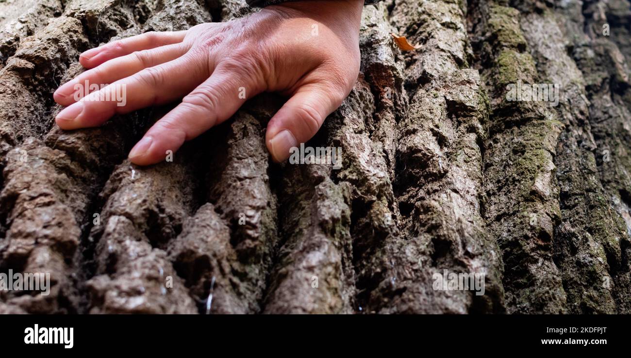 Close-up of male hand on trunk of large tree with rough thick bark ...