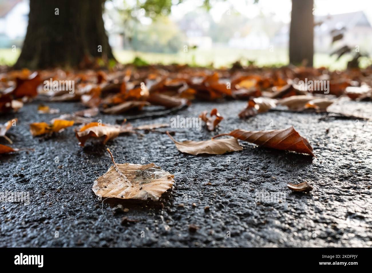 Dry fallen leaves lie on the wet sidewalk, against the backdrop of ...