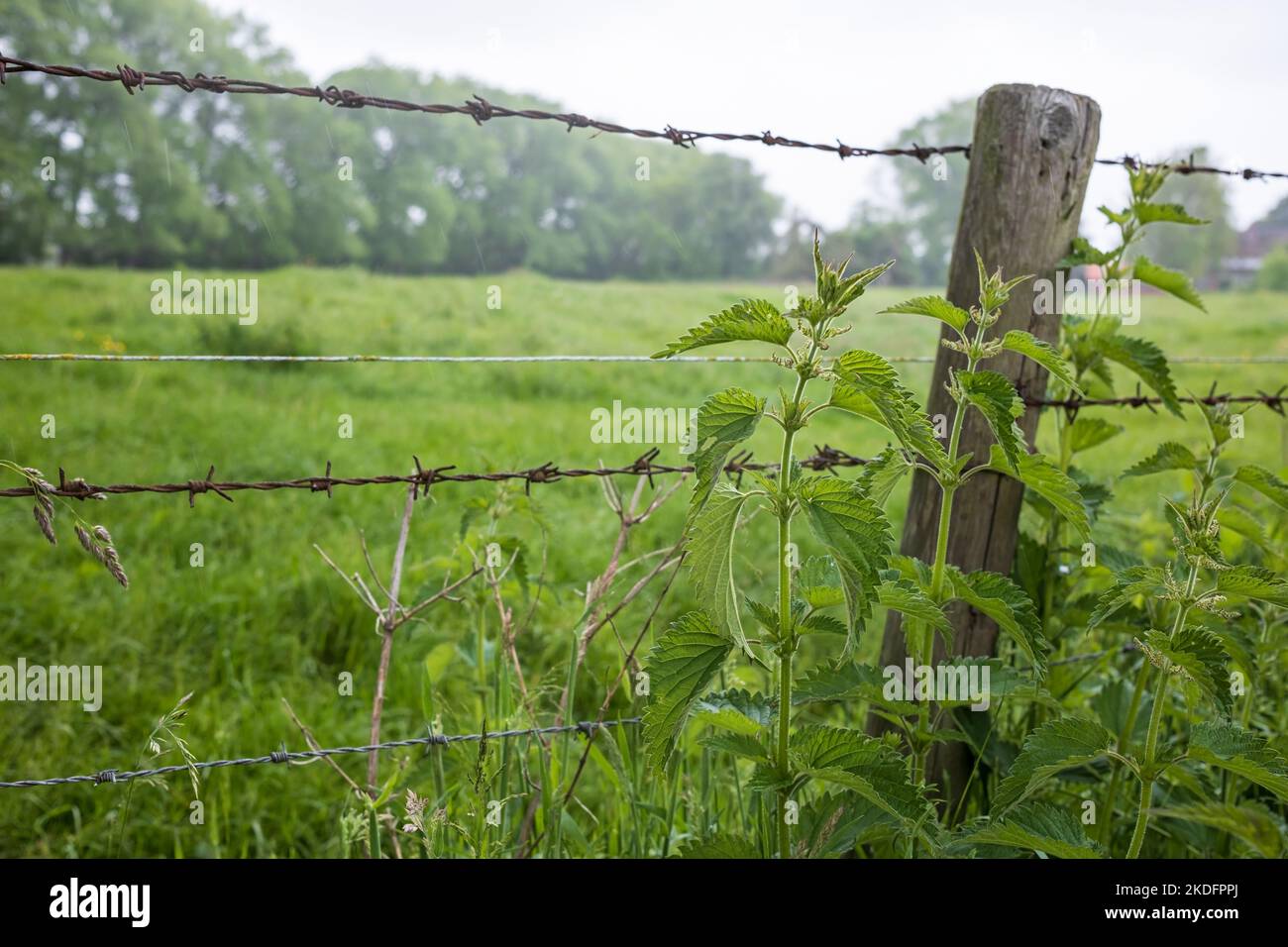 Old fence made of rusty barbed wire and wooden logs, overgrown with ...