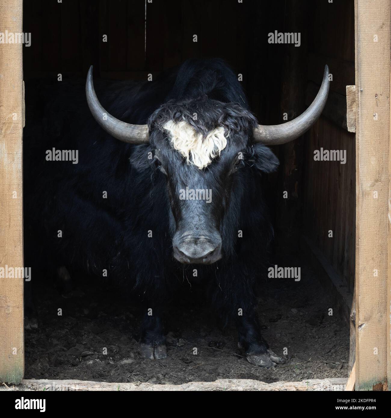 Black bull portrait hi-res stock photography and images - Alamy
