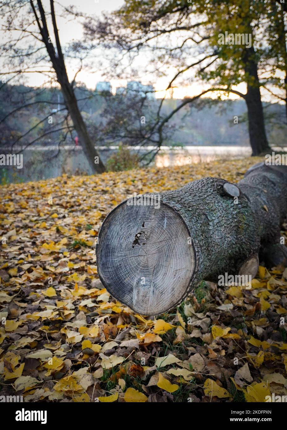 Close-up of tree stump in park next to river during autumn Stock Photo ...