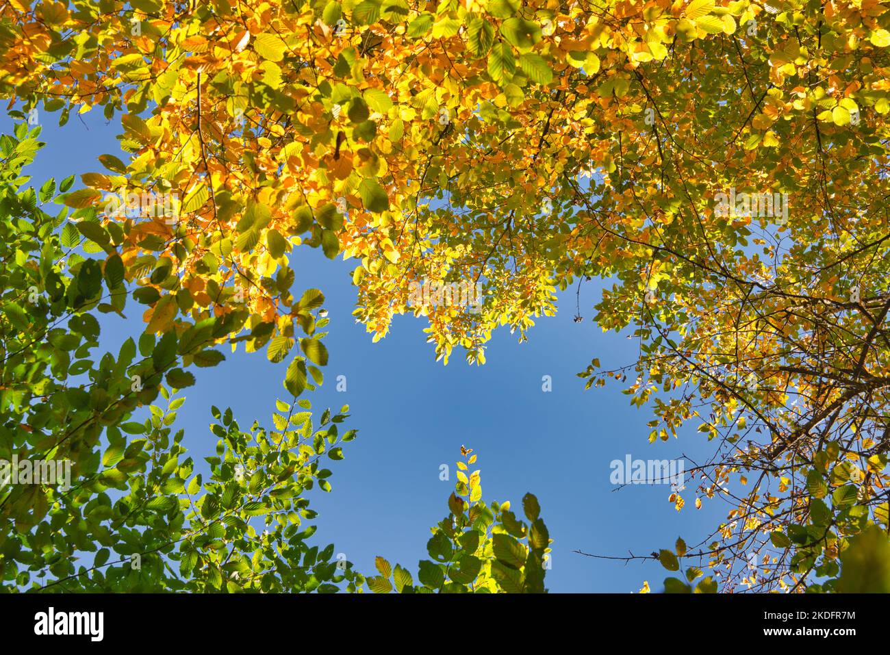 Bottom up view golden trees hi-res stock photography and images - Alamy