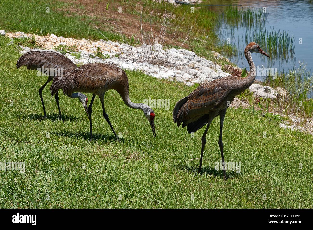 3 Sandhill Cranes, 1 immature, eating, green grass, pond, very large ...