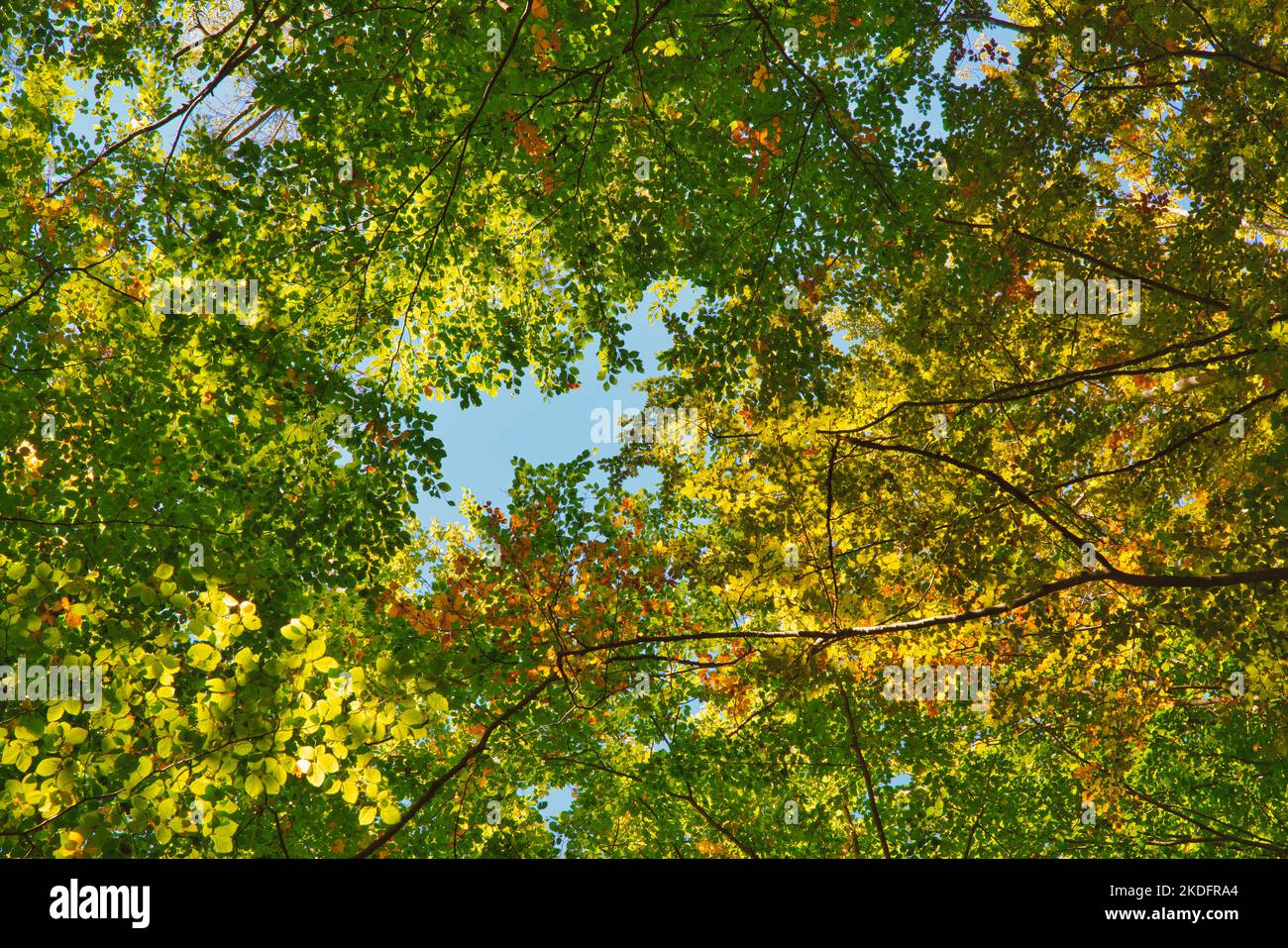 Beautiful view from autumn treetops hi-res stock photography and images ...