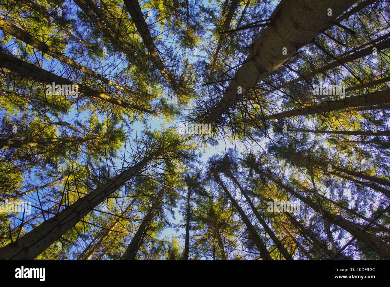 The Look up into the treetops. Bottom view background. Treetops framing ...