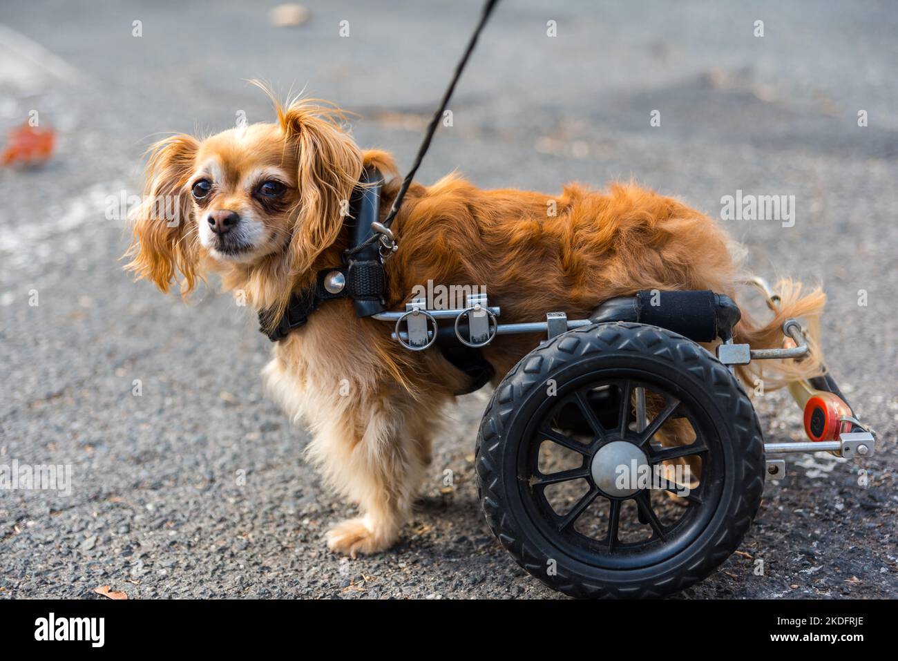 Handicapped dog on wheels hi-res stock photography and images - Alamy