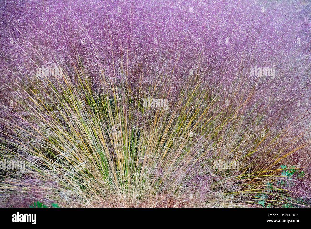 Muhlenbergia capillaris, Muhly Grass pattern Stock Photo - Alamy