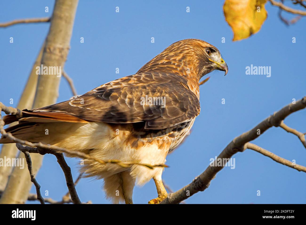 Red-trailed hawk, with blood stained beak, perches on a poplar tree in ...
