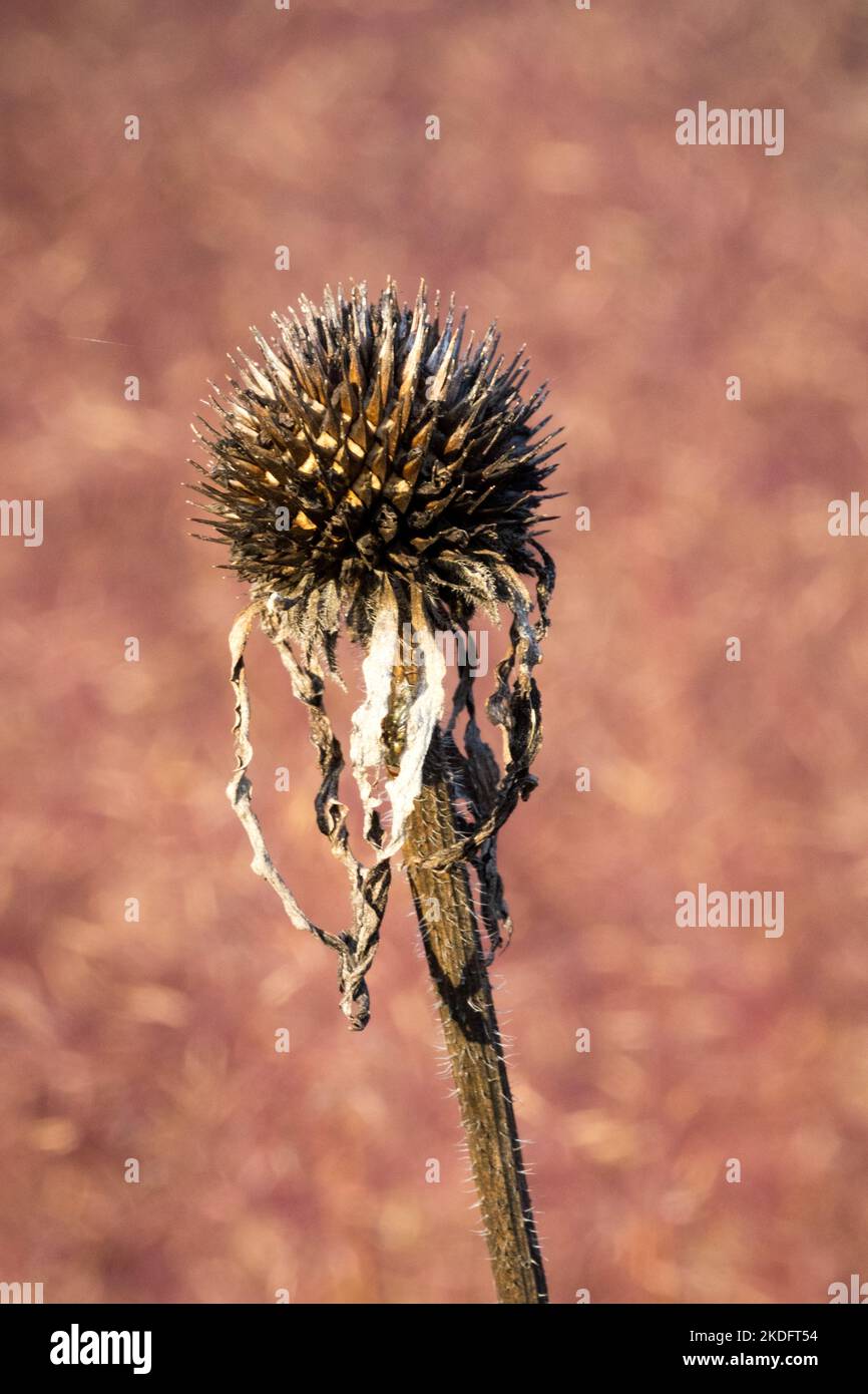 Dead coneflower blooms hi-res stock photography and images - Alamy