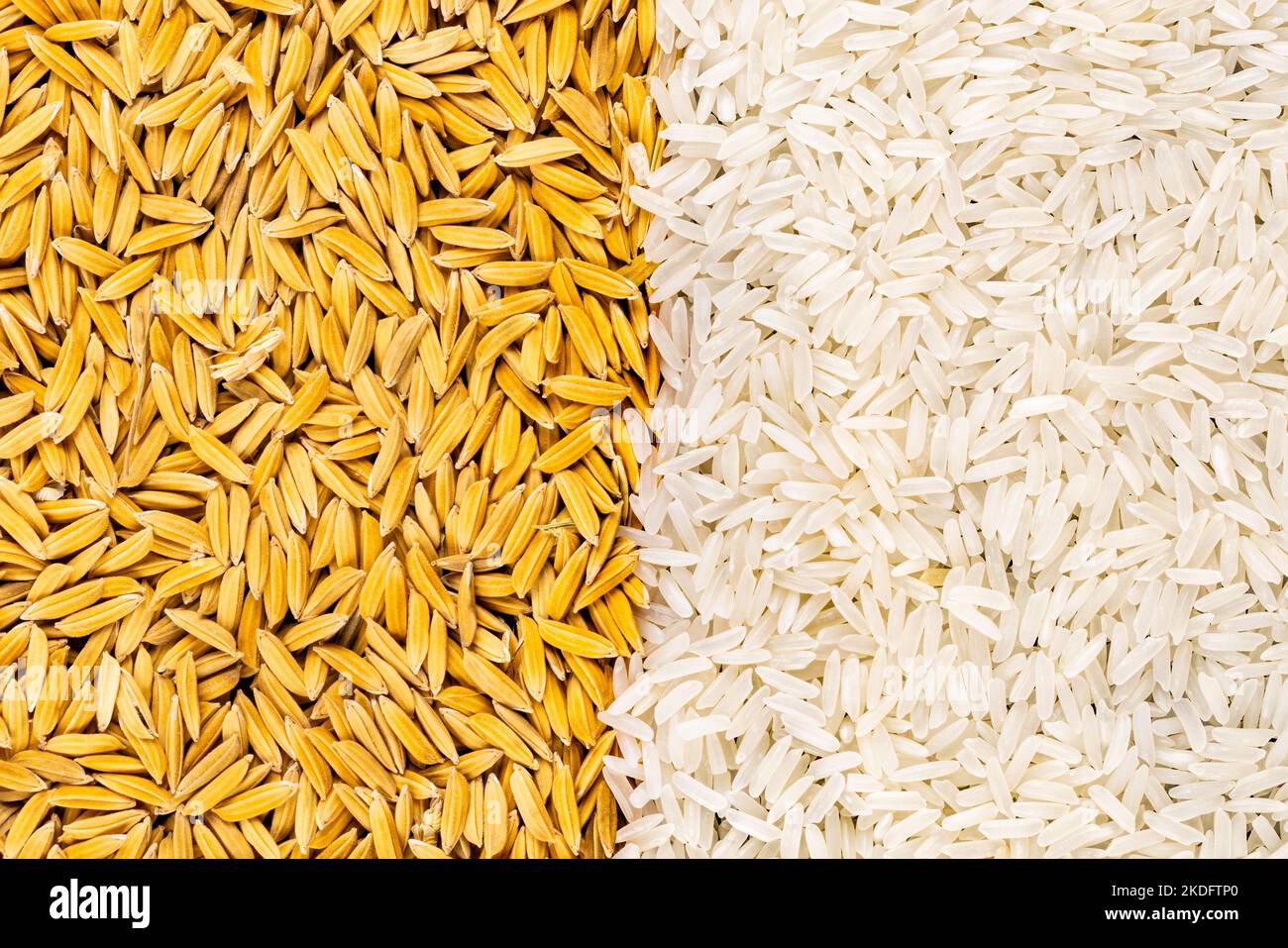 Top view of freshly harvested ripe raw paddy seed and white jasmine ...