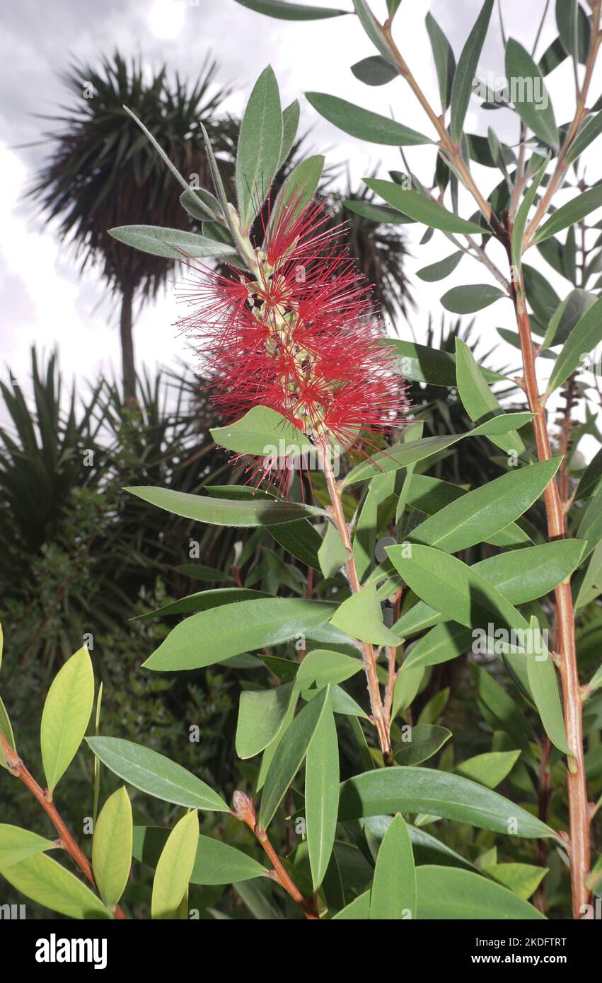 Bottlebrush (callistemon citrinus) close up Stock Photo - Alamy