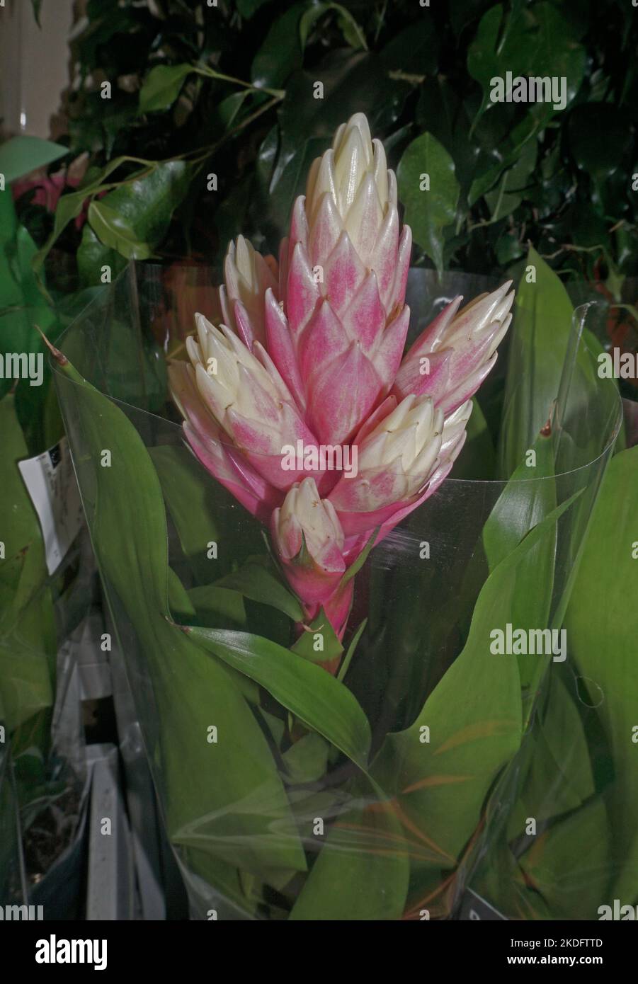 Romelia flowering in floralist's desk Stock Photo - Alamy