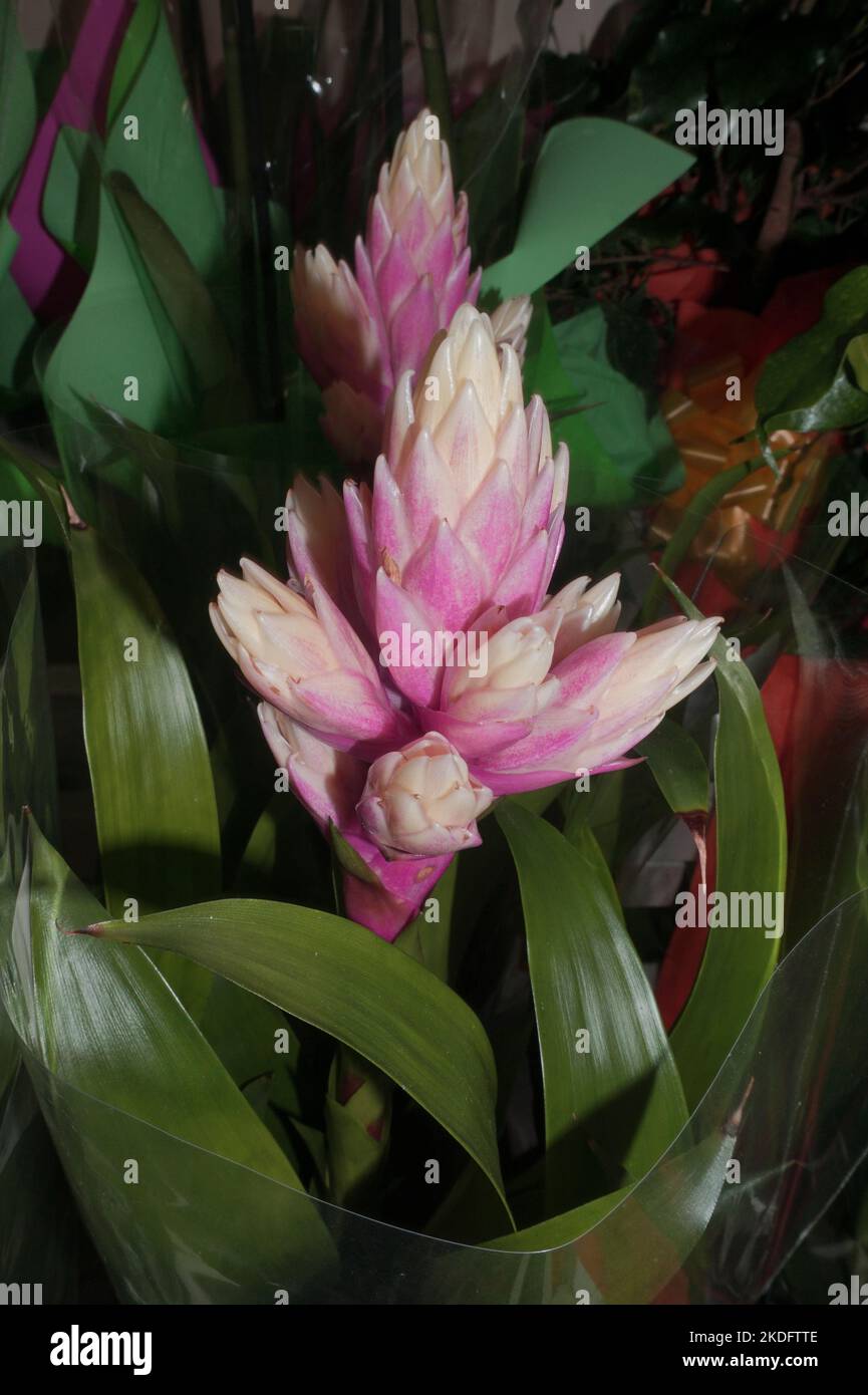Romelia flowering in floralist's desk Stock Photo - Alamy
