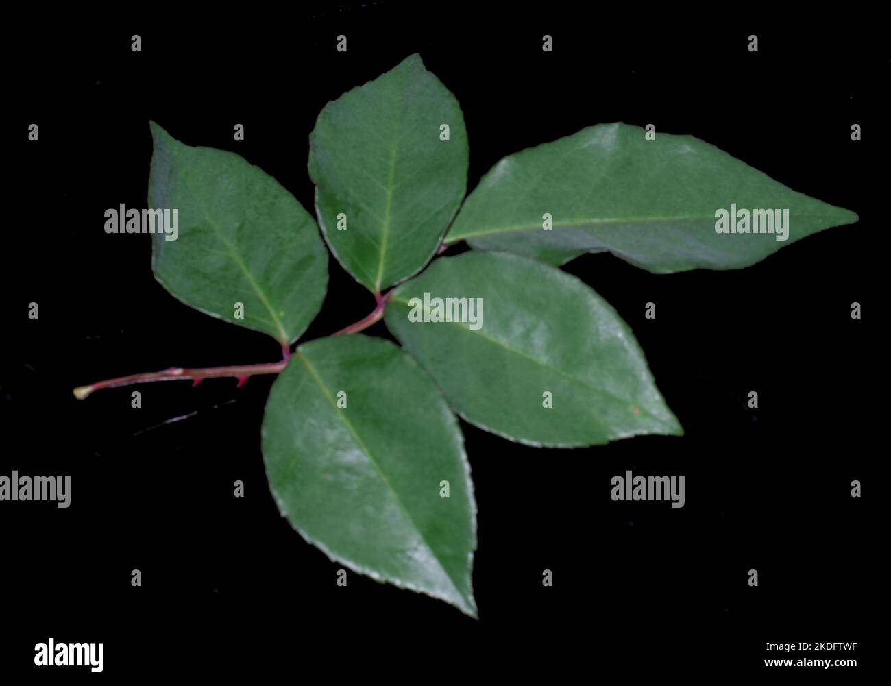 Red rose leaves isolated close-up Stock Photo - Alamy