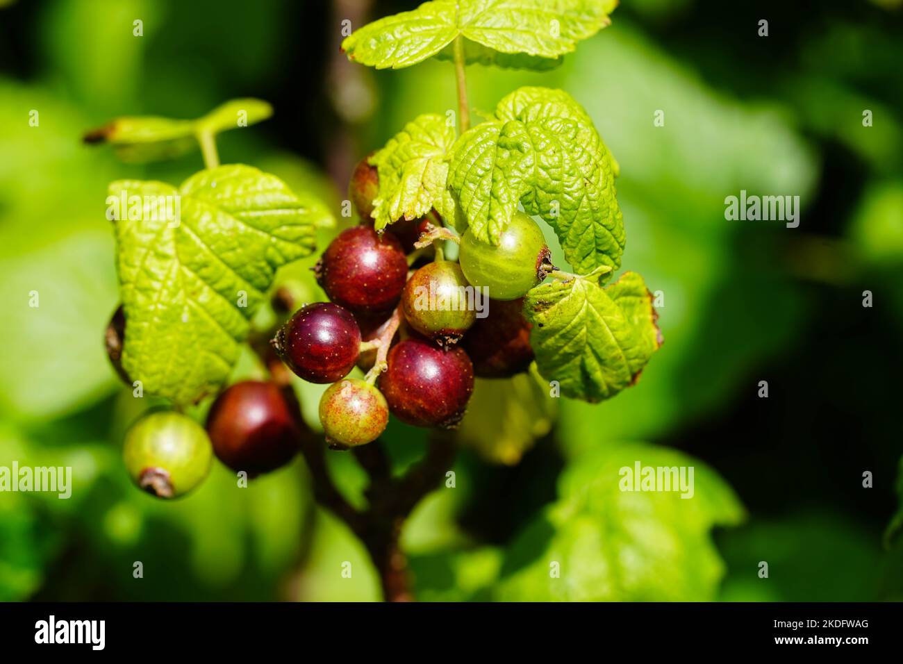 black currant Ribes nigrum leaves and berries Stock Photo - Alamy