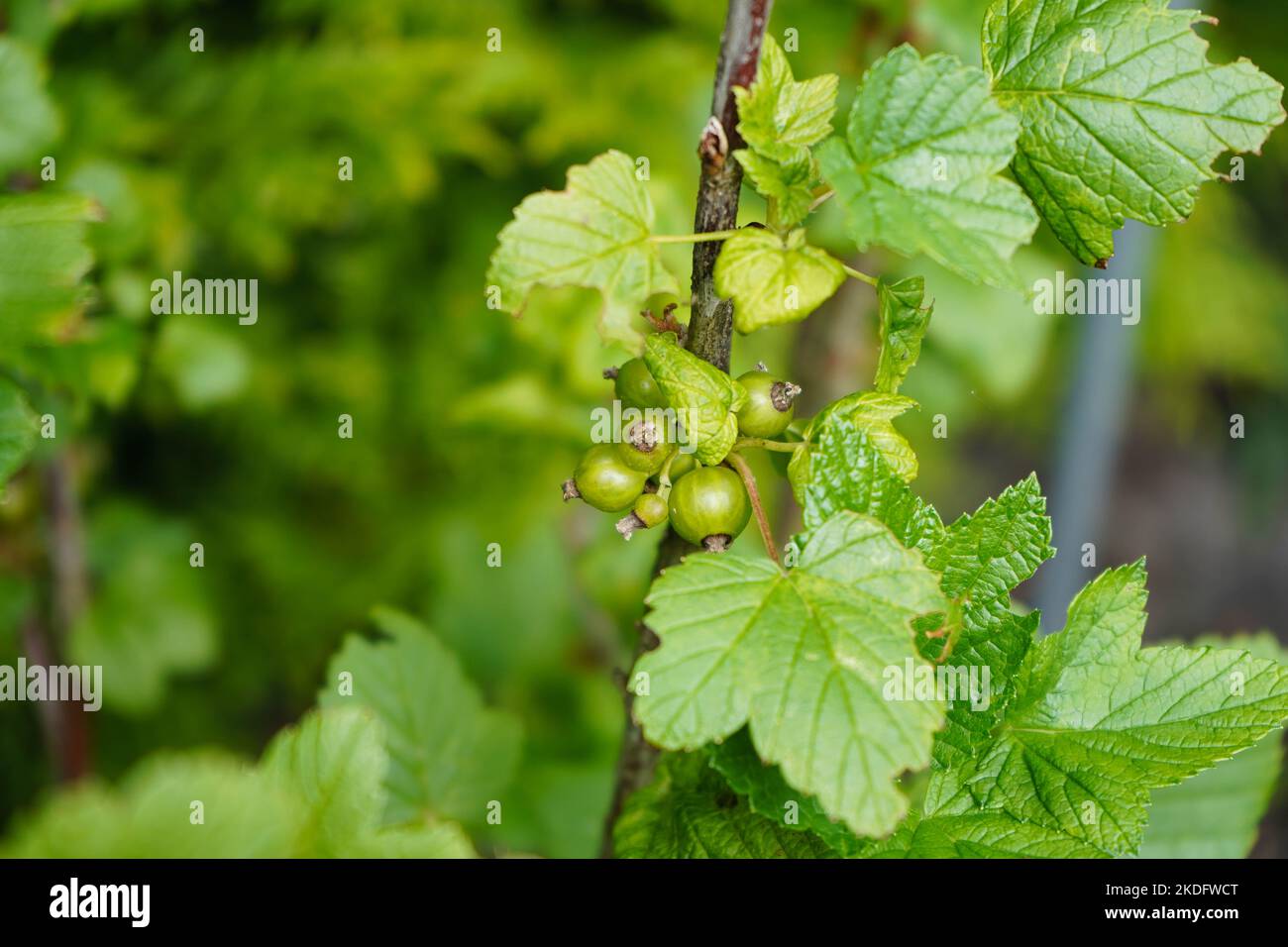 black currant Ribes nigrum leaves and berries Stock Photo - Alamy